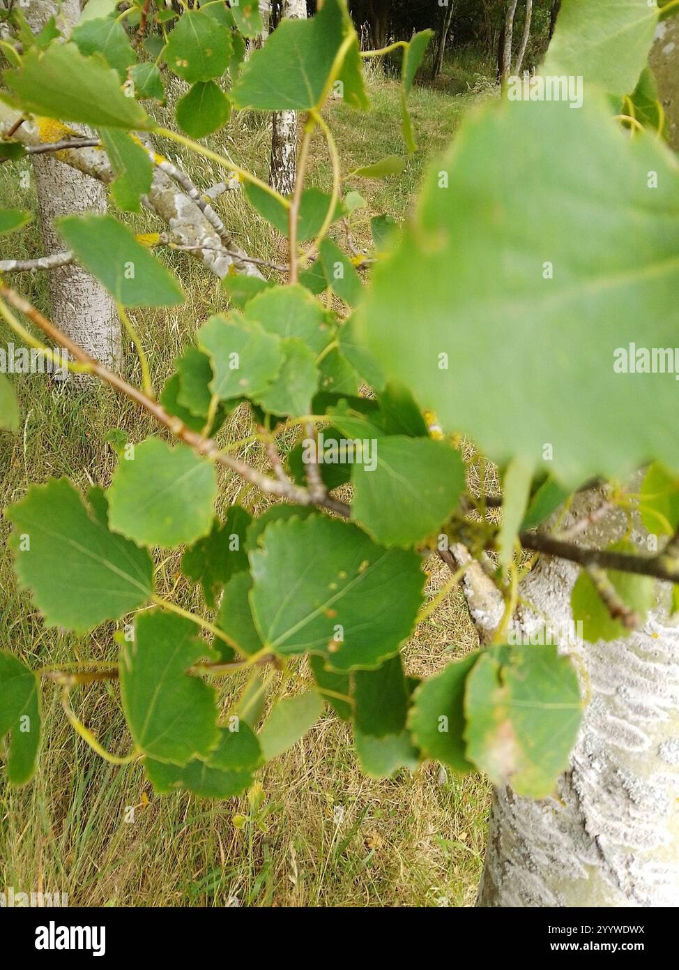 European aspen (Populus tremula Stock Photo - Alamy