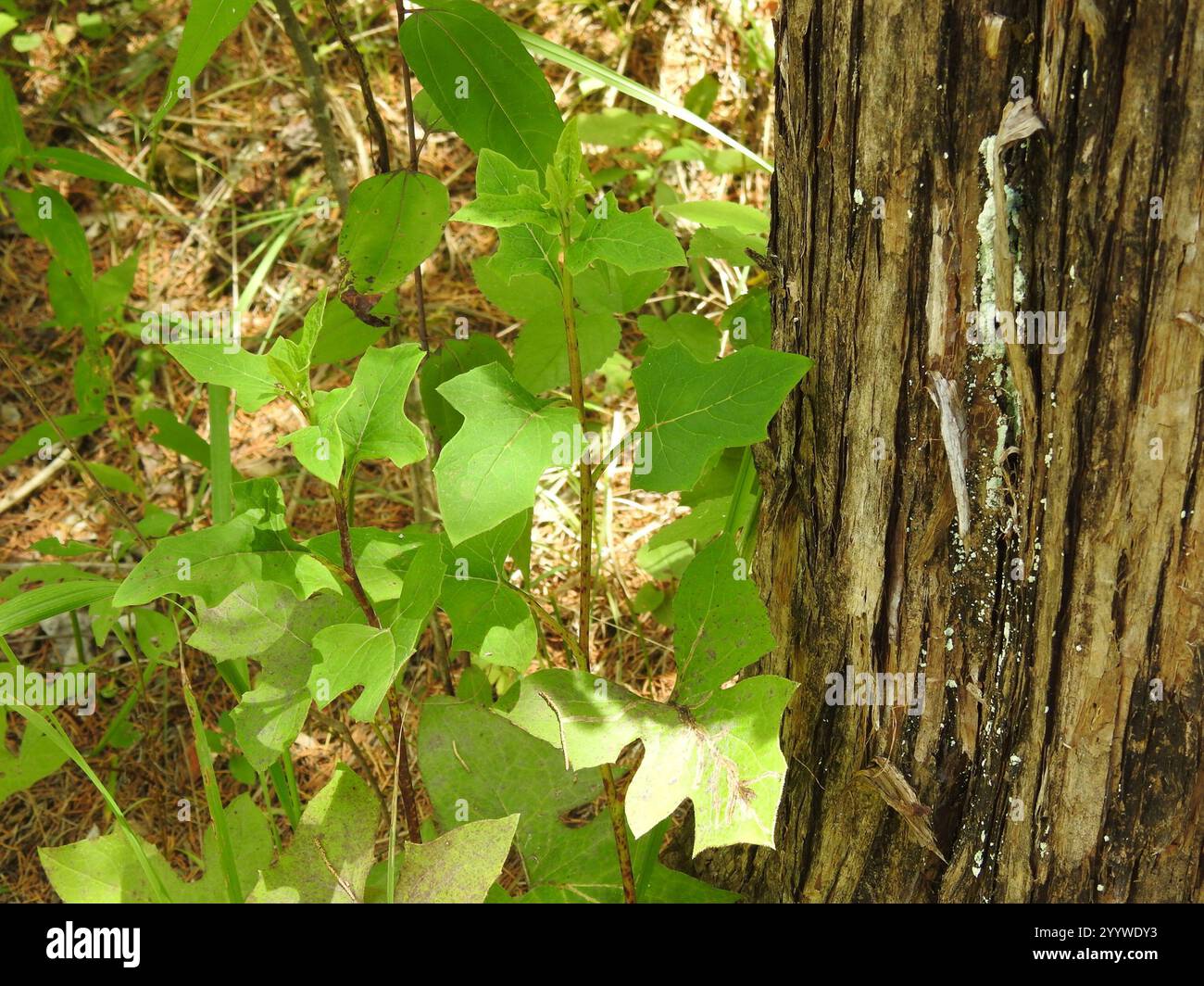three-leaved rattlesnake root (Nabalus trifoliolatus Stock Photo - Alamy