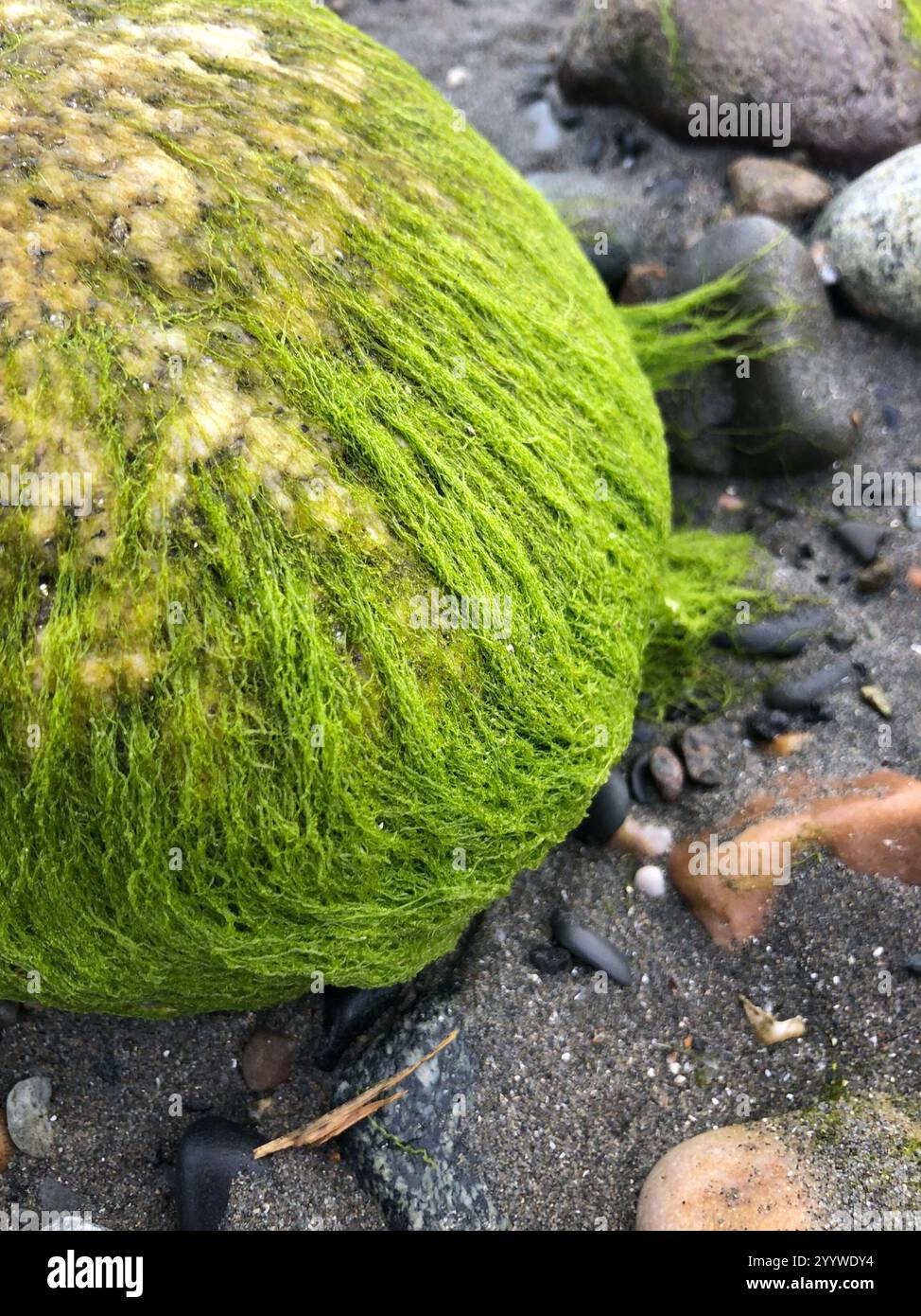 Acrosiphonia hi-res stock photography and images - Alamy