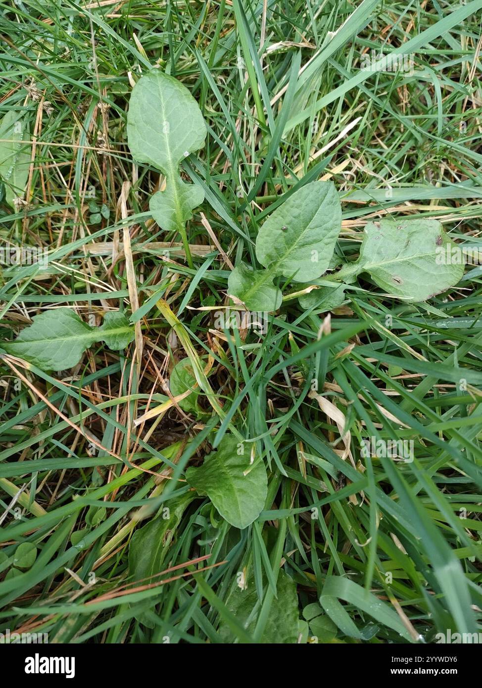fiddle dock (Rumex pulcher Stock Photo - Alamy