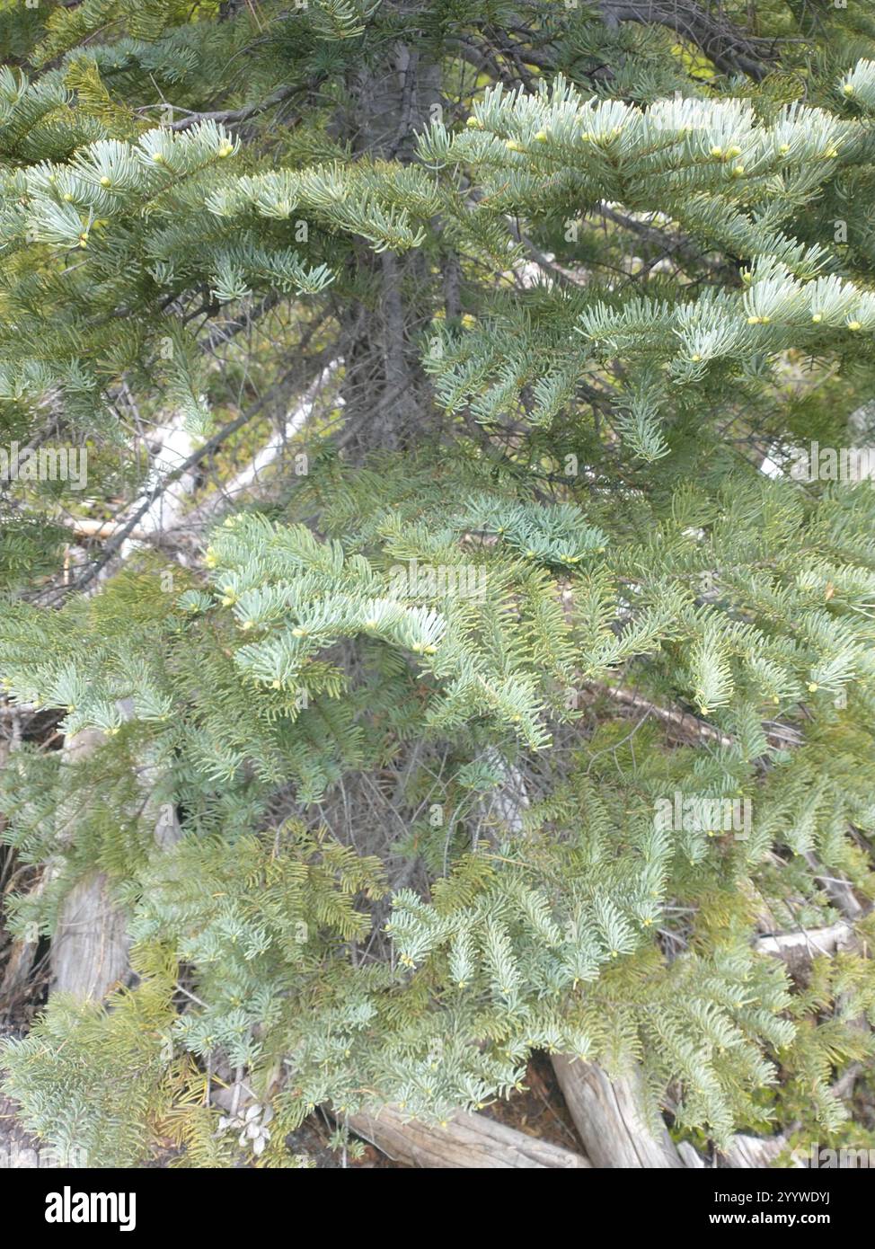 Shasta Red Fir (Abies magnifica shastensis Stock Photo - Alamy