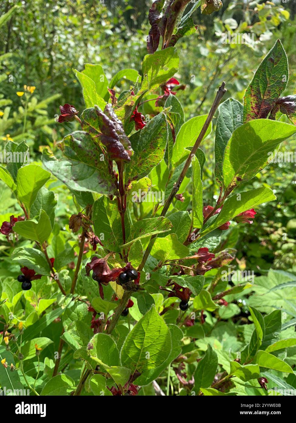 twinberry honeysuckle (Lonicera involucrata Stock Photo - Alamy