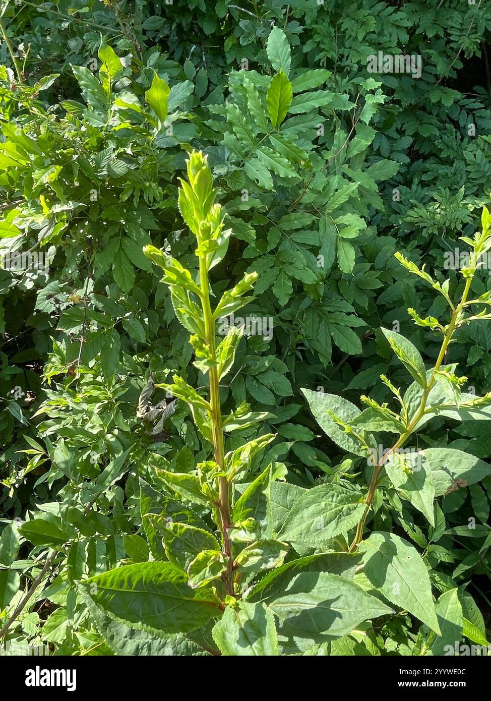 southern rough-leaved goldenrod (Solidago patula strictula Stock Photo ...