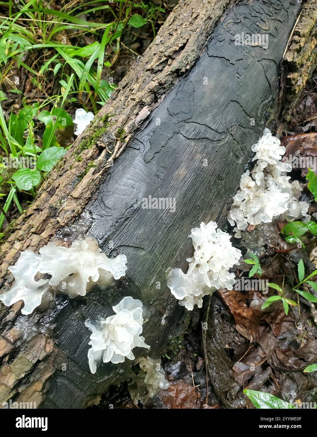 snow fungus (Tremella fuciformis Stock Photo - Alamy