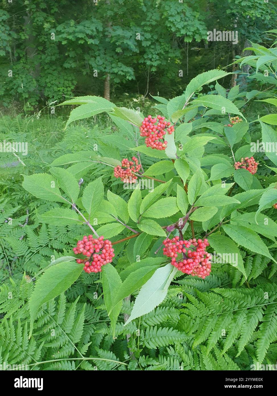 red-berried elder (Sambucus racemosa Stock Photo - Alamy