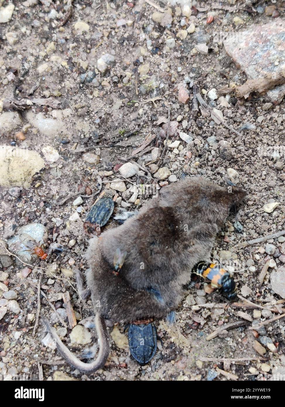 Red-breasted Carrion Beetle (Oiceoptoma thoracicum Stock Photo - Alamy