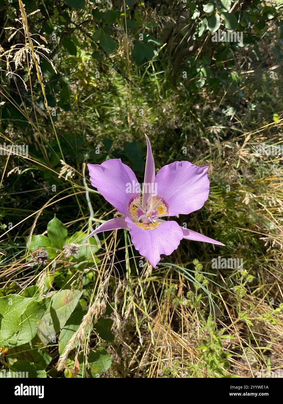 Sagebrush Mariposa Lily (Calochortus macrocarpus Stock Photo - Alamy