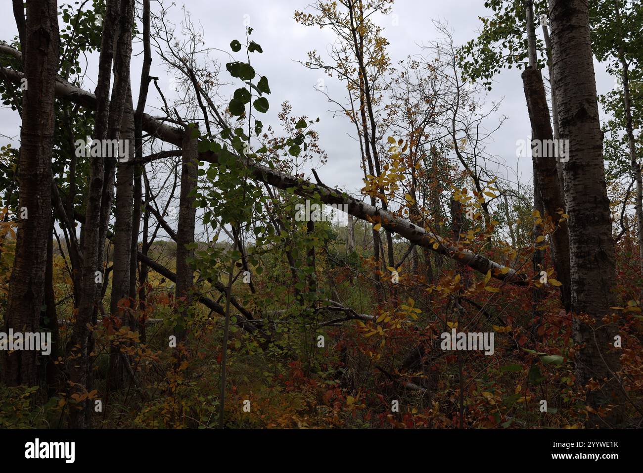 Propped tree hi-res stock photography and images - Alamy