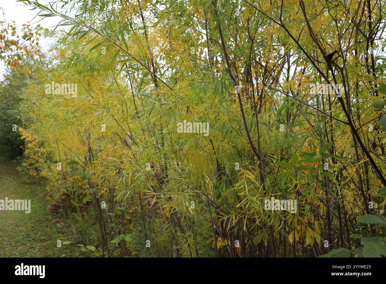 Tall grass field with leaves hi-res stock photography and images - Alamy