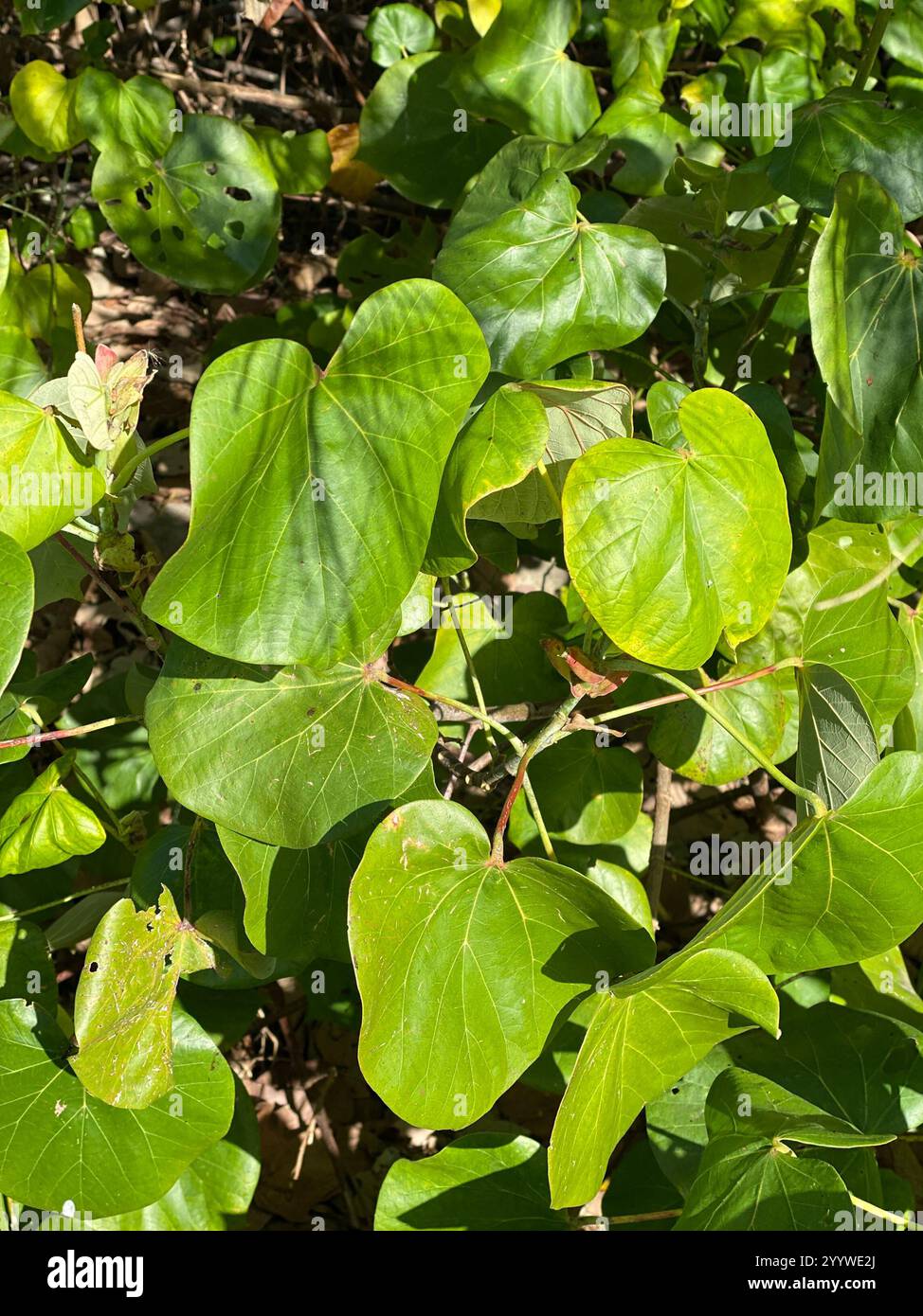 sea hibiscus (Hibiscus tiliaceus Stock Photo - Alamy
