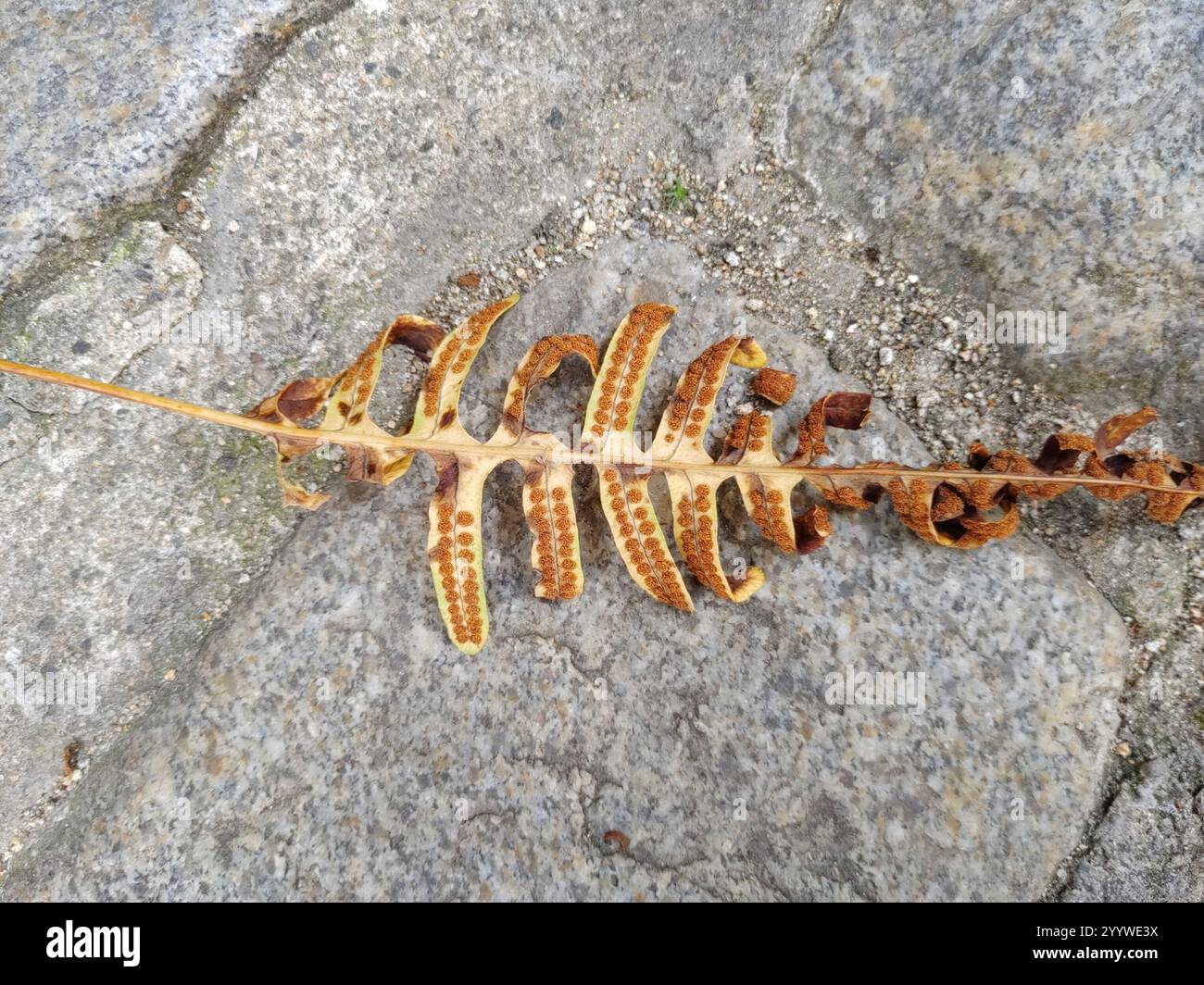 common polypody (Polypodium vulgare Stock Photo - Alamy