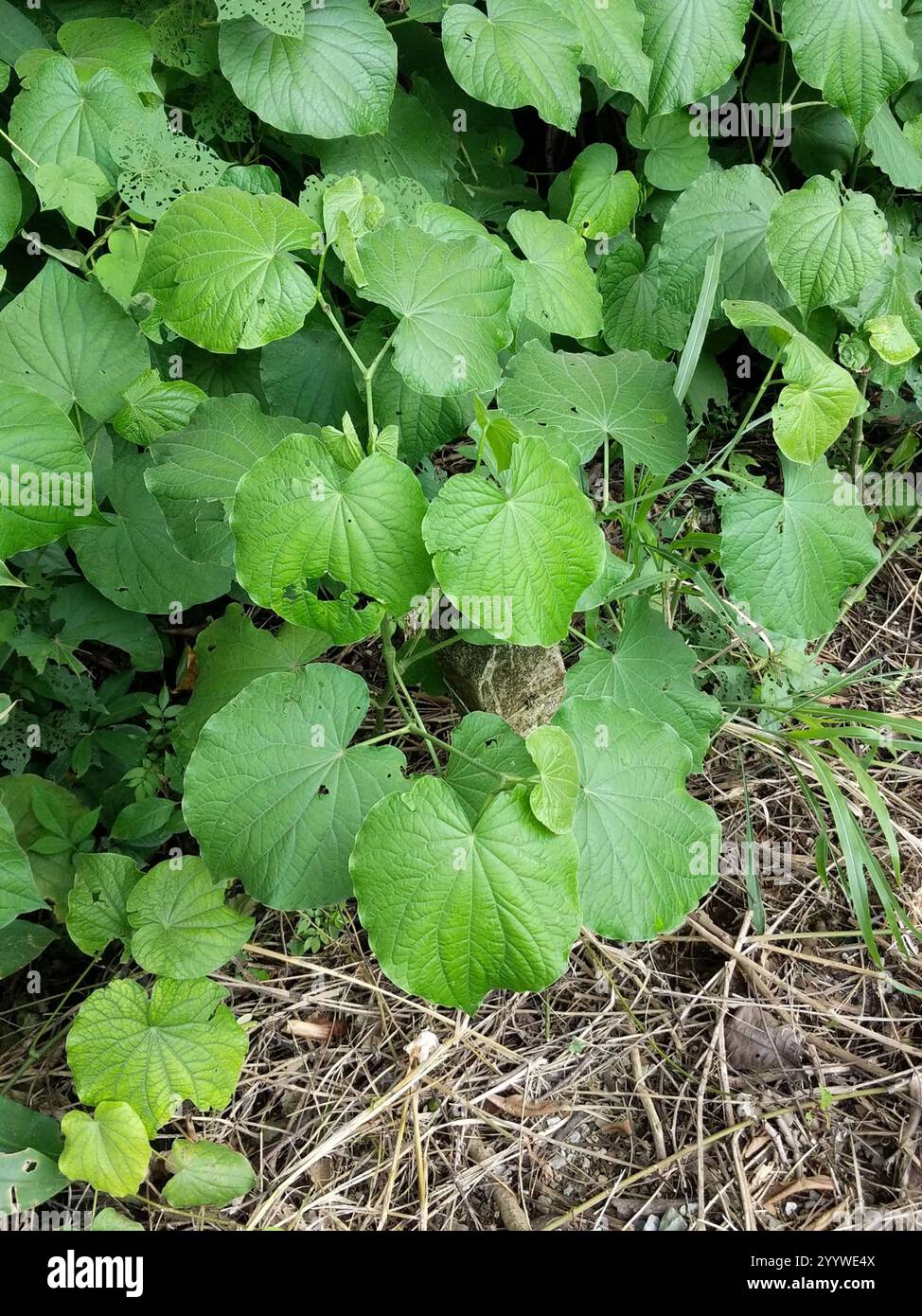 pariparoba (Piper umbellatum Stock Photo - Alamy
