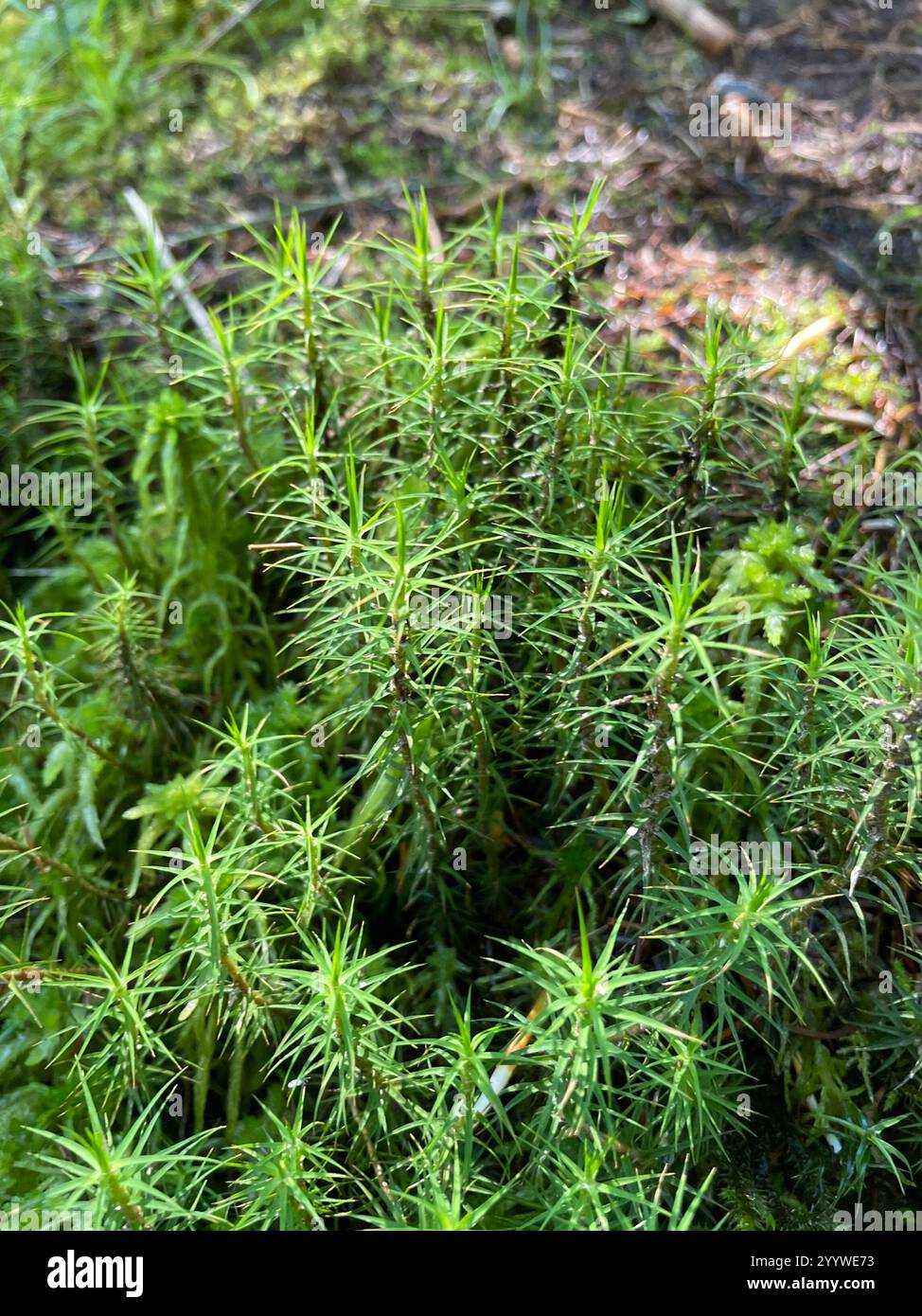 Common Haircap Moss (Polytrichum commune Stock Photo - Alamy