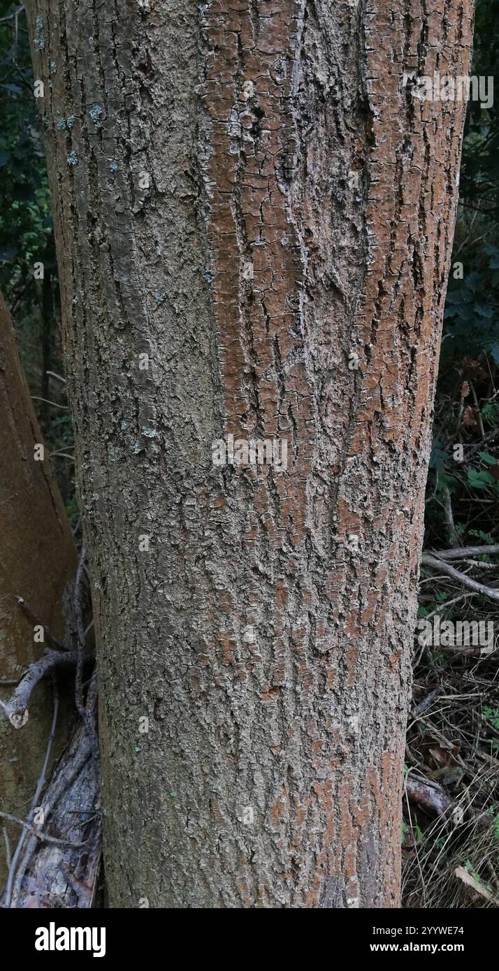 European ash (Fraxinus excelsior Stock Photo - Alamy