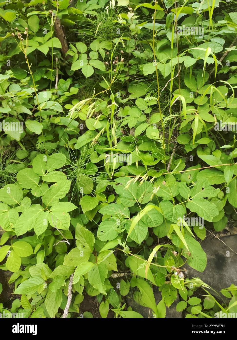 Fringed Brome (Bromus ciliatus Stock Photo - Alamy