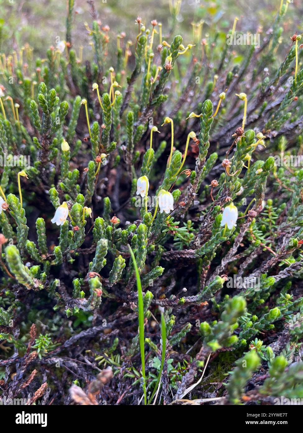 Arctic bell-heather (Cassiope tetragona Stock Photo - Alamy