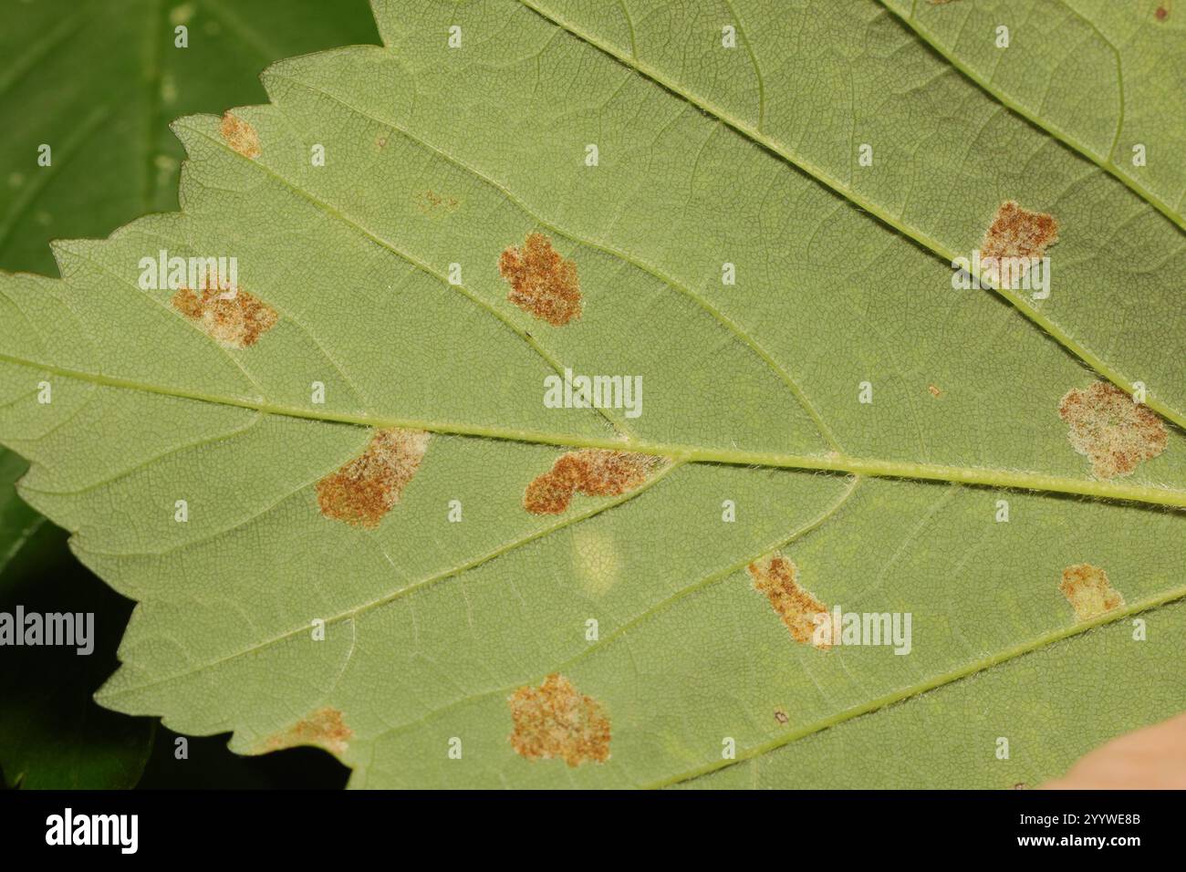 Sycamore Felt Gall Mite (Aceria pseudoplatani Stock Photo - Alamy