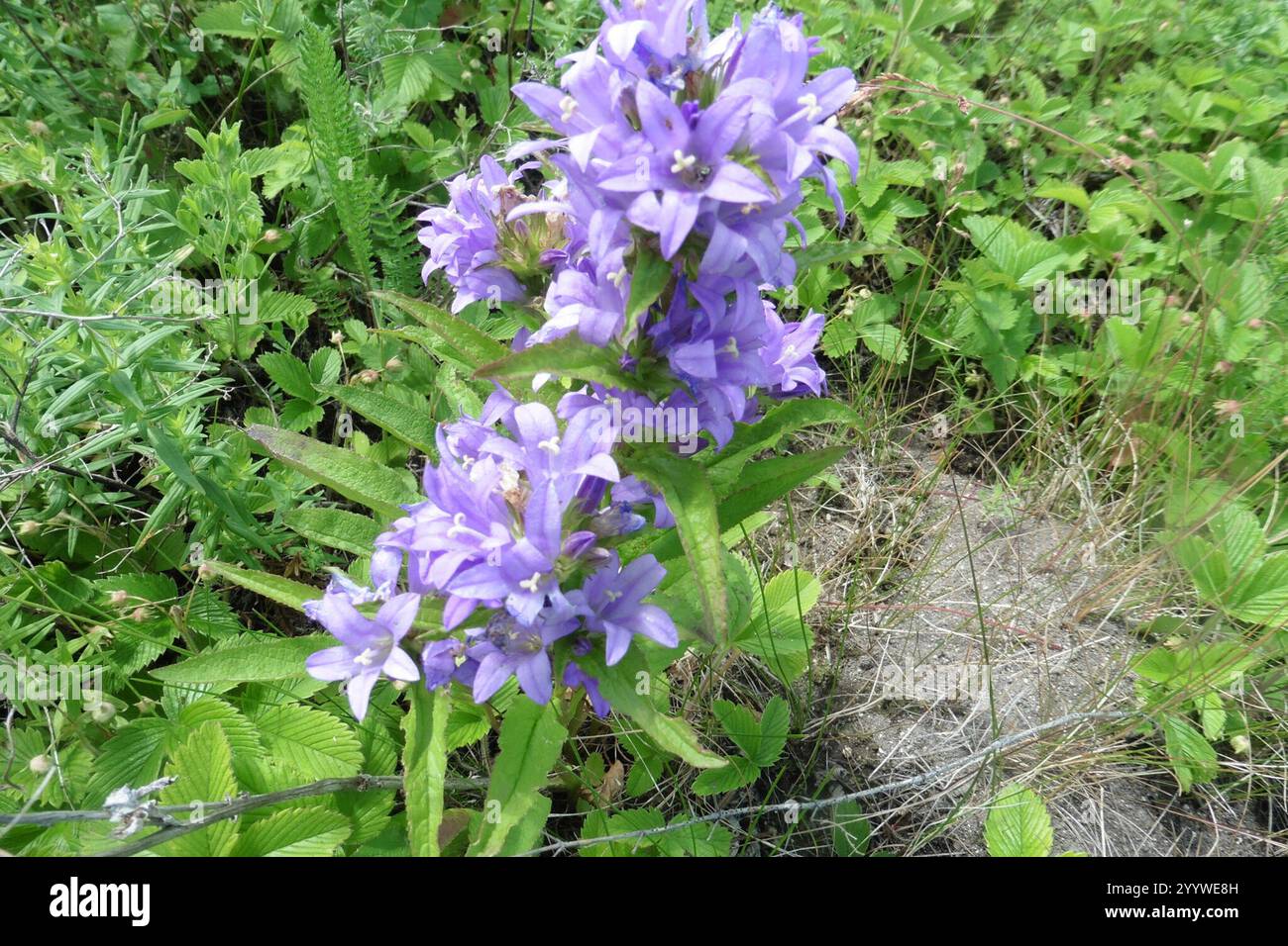 clustered bellflower (Campanula glomerata Stock Photo - Alamy