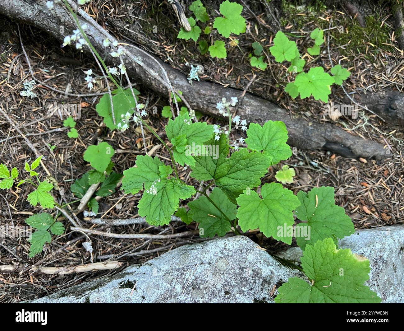 Oneleaf Foamflower (Tiarella trifoliata unifoliata Stock Photo - Alamy