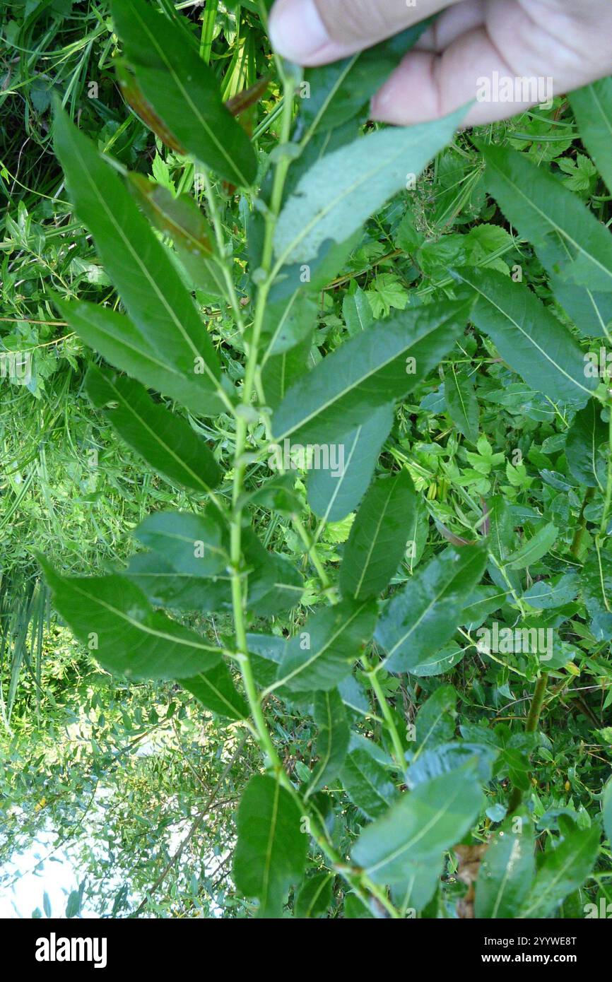 Almond Willow (Salix triandra Stock Photo - Alamy