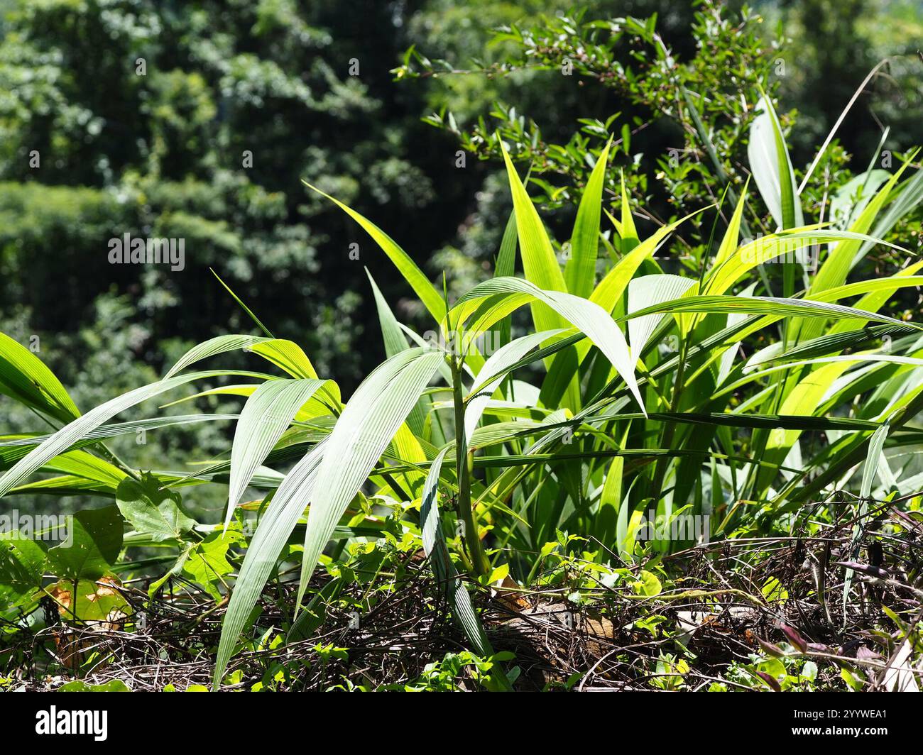 Setaria palmifolia setaria hi-res stock photography and images - Alamy