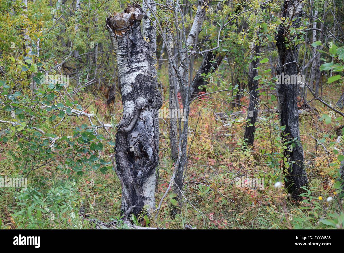 broken stump of a large tree in mixed forest Stock Photo - Alamy