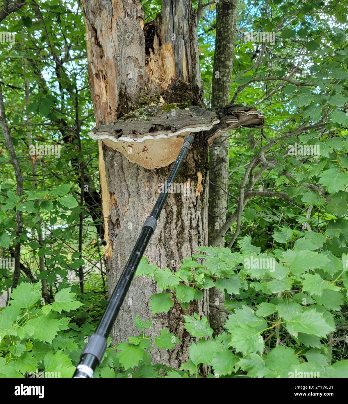 Willow Bracket (Phellinus igniarius Stock Photo - Alamy