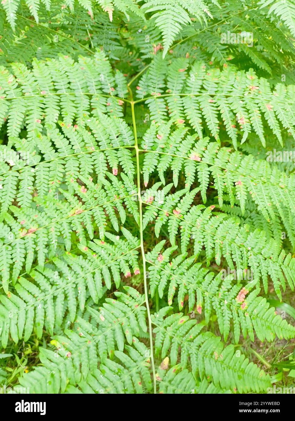 pinewood bracken (Pteridium pinetorum Stock Photo - Alamy