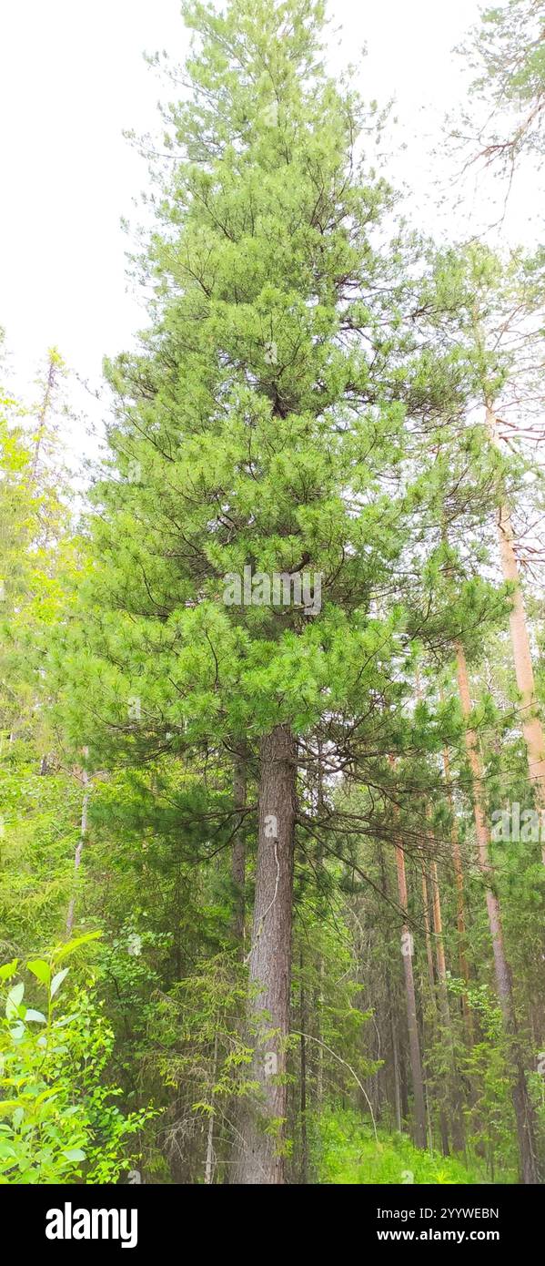 Siberian pine (Pinus sibirica Stock Photo - Alamy