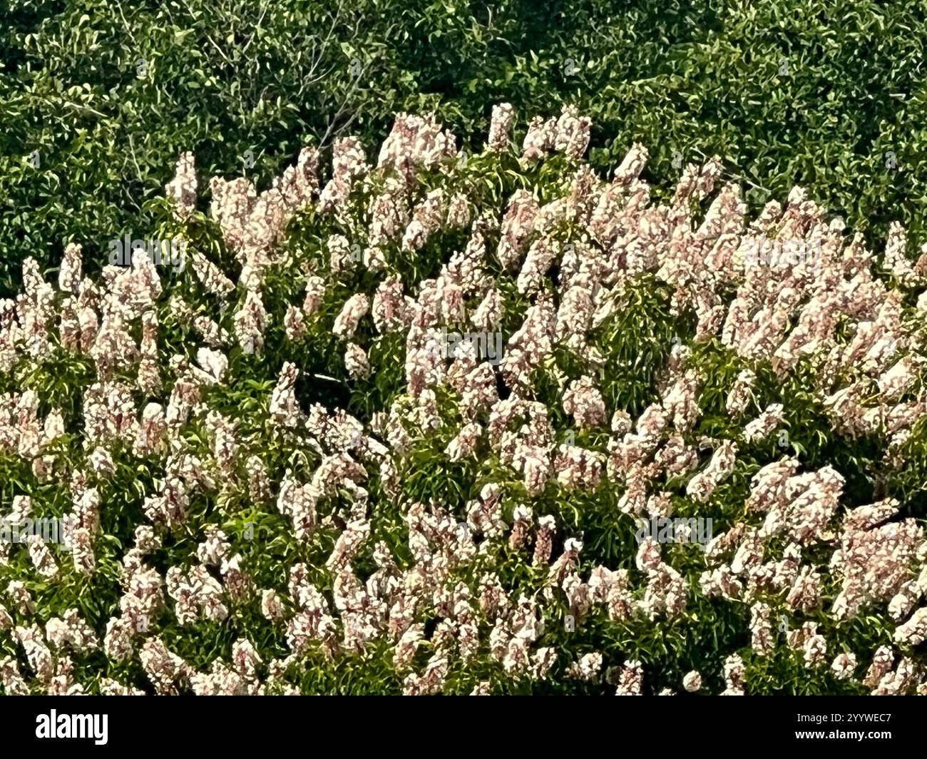 California buckeye (Aesculus californica Stock Photo - Alamy