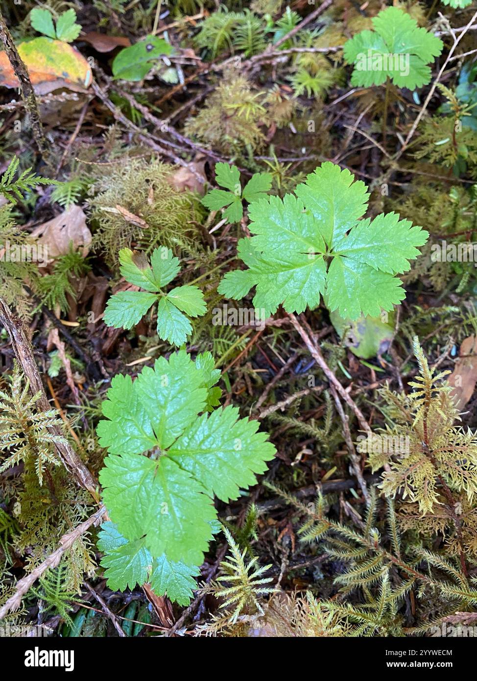 Five-leaf Dwarf Bramble (Rubus pedatus Stock Photo - Alamy