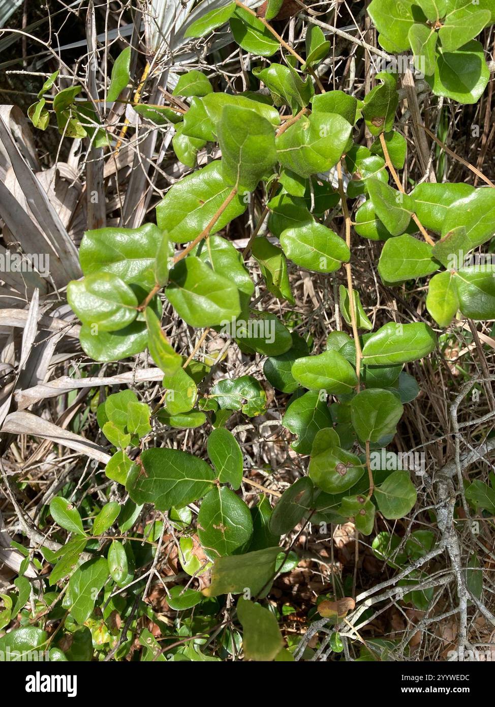 Myrtle Oak (Quercus myrtifolia Stock Photo - Alamy