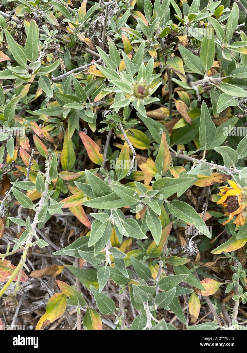 California brittlebush (Encelia californica Stock Photo - Alamy