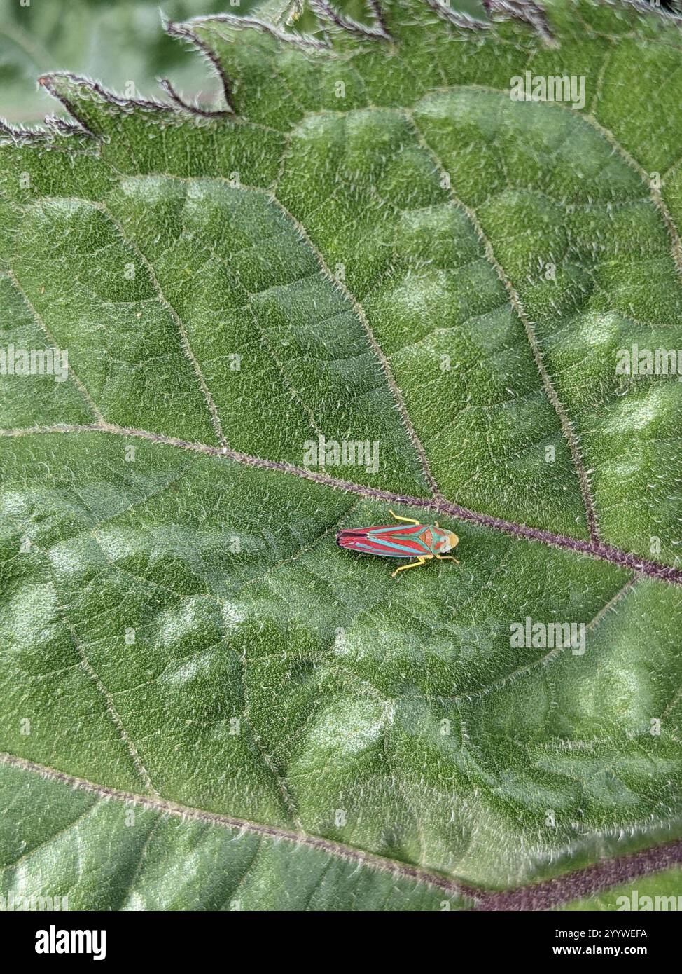 Red-banded Leafhopper (Graphocephala coccinea Stock Photo - Alamy