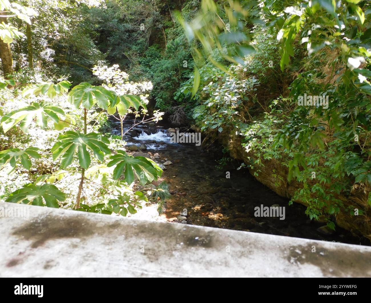 trumpet-tree (Cecropia obtusifolia Stock Photo - Alamy