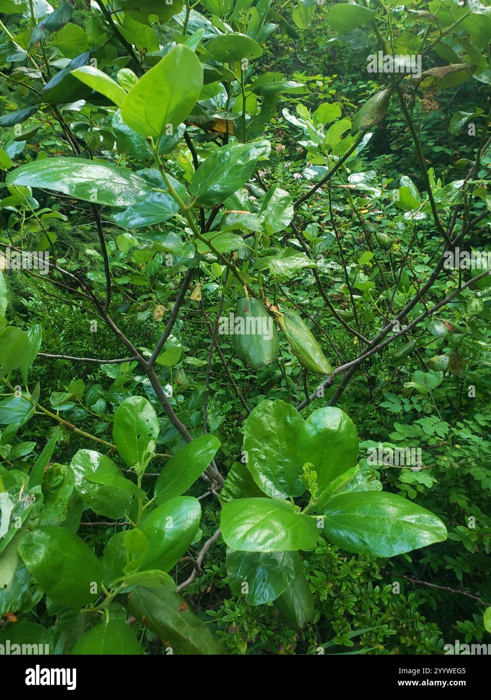 Snowbrush Ceanothus (Ceanothus velutinus Stock Photo - Alamy