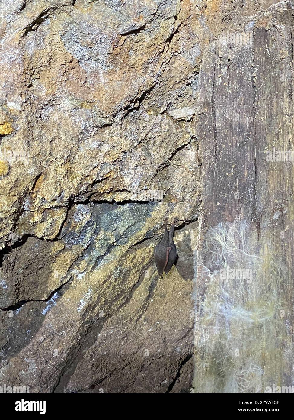 Lesser Horseshoe Bat (Rhinolophus hipposideros Stock Photo - Alamy