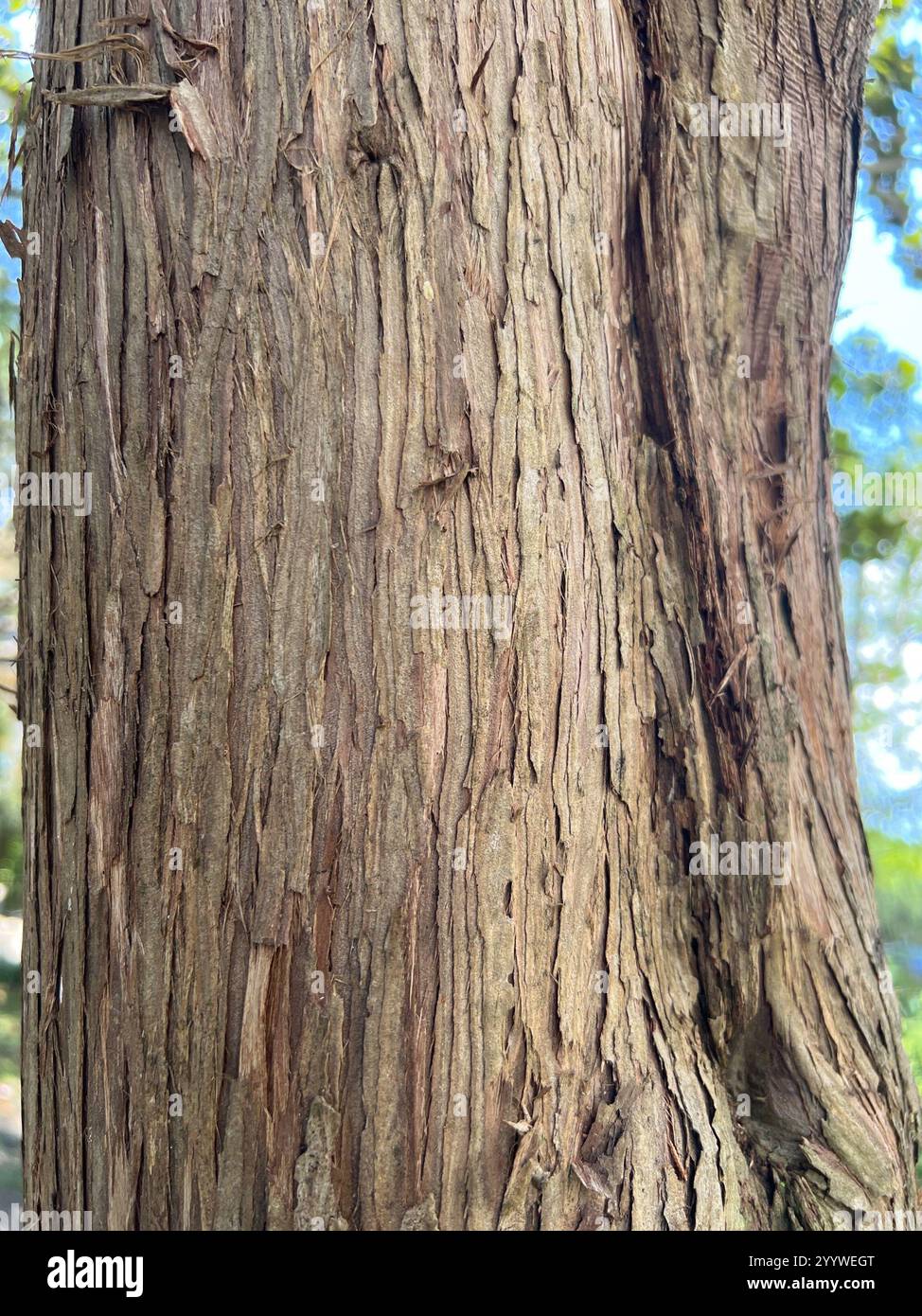 Southern Redcedar (Juniperus virginiana silicicola Stock Photo - Alamy