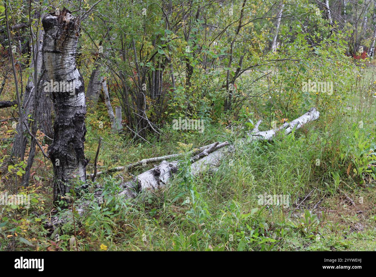 broken tree trunk lays beside its shattered stump Stock Photo - Alamy