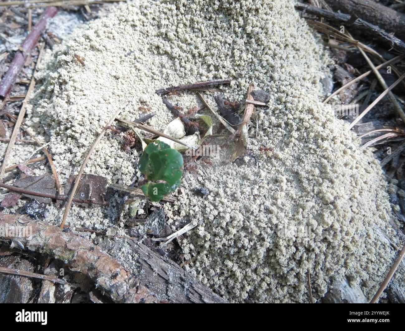 Northern Fungus-farming Ant (Trachymyrmex septentrionalis Stock Photo ...
