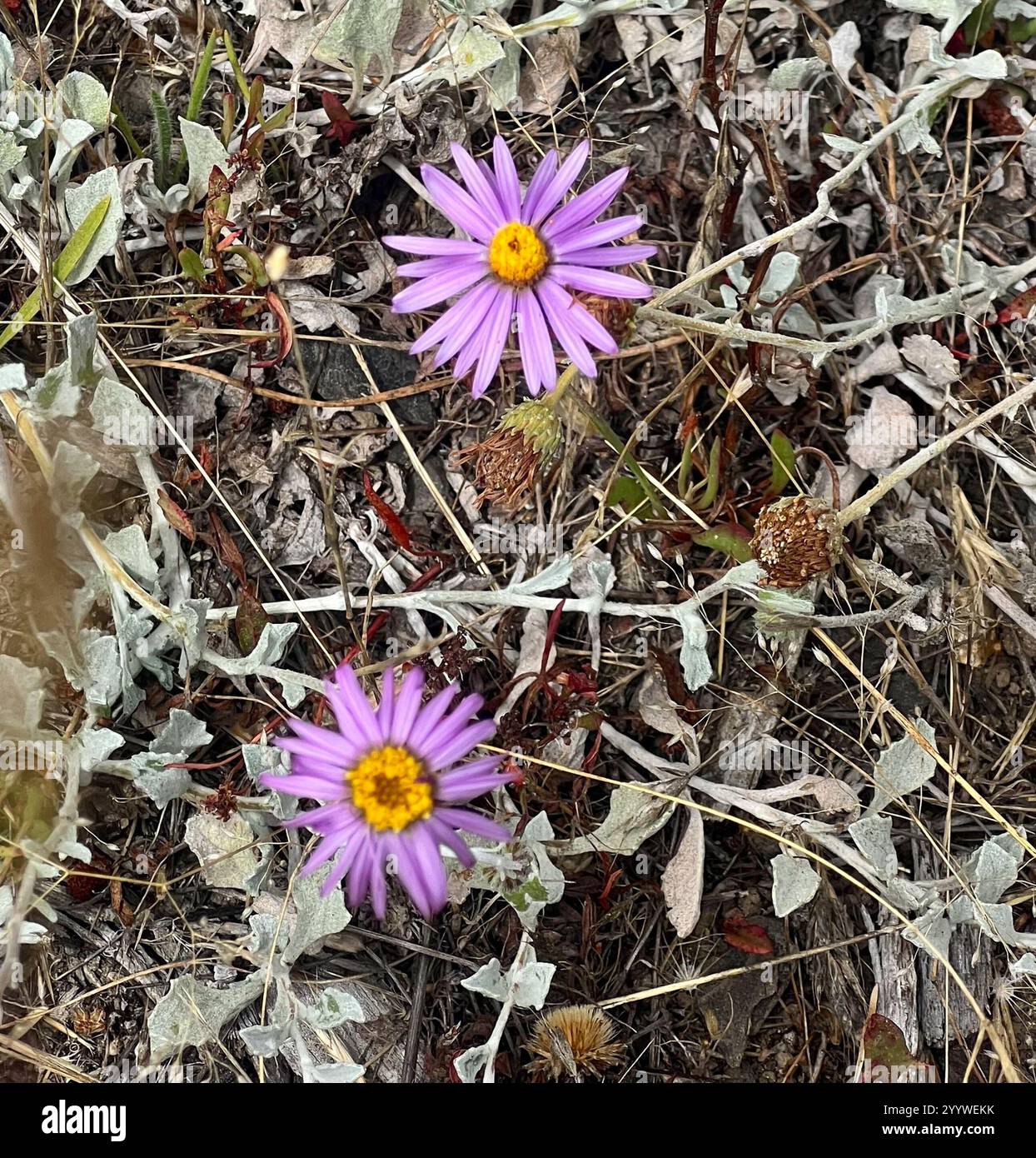 California Aster (Corethrogyne filaginifolia Stock Photo - Alamy