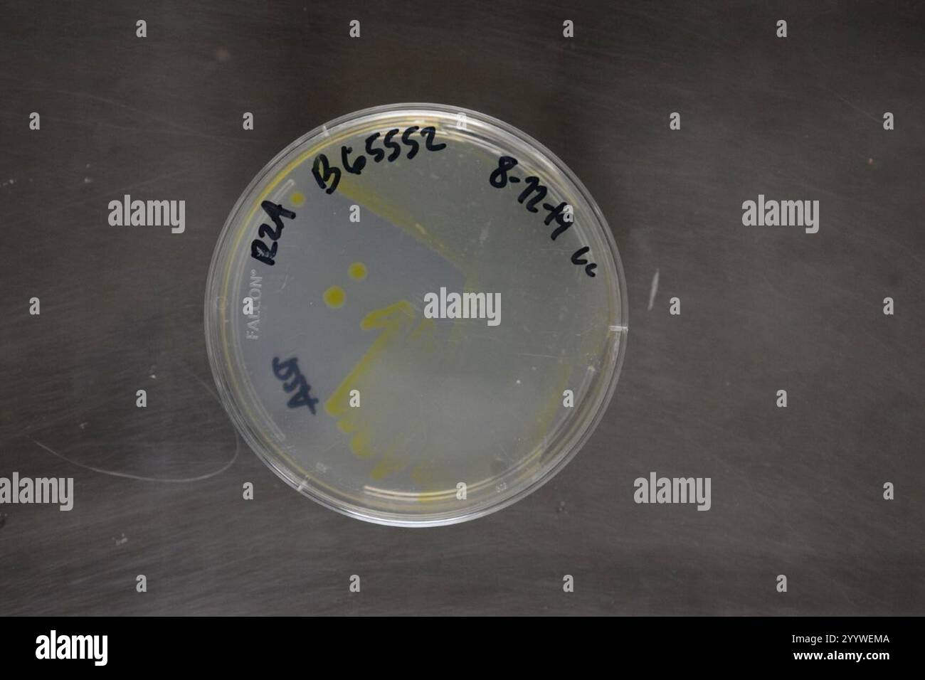 Duganella callida NRRL B-65552 (Type Strain Stock Photo - Alamy