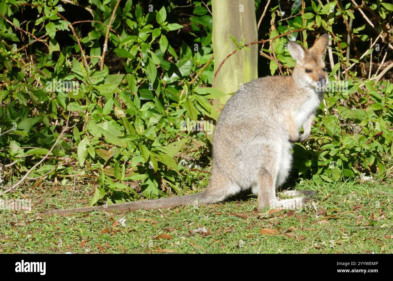 Red-necked Wallaby (Notamacropus rufogriseus Stock Photo - Alamy