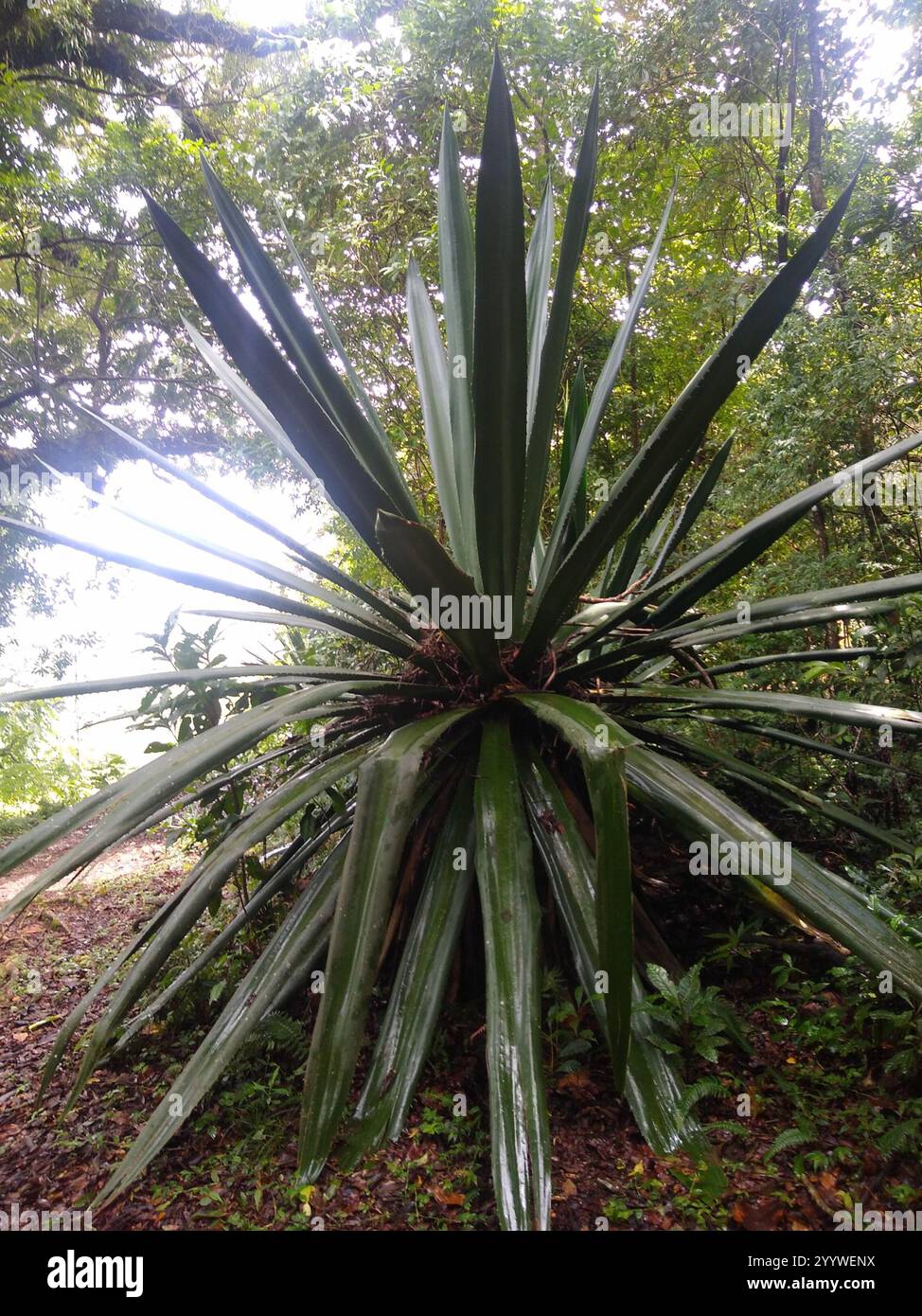 Century plant subfamily (Agavoideae Stock Photo - Alamy
