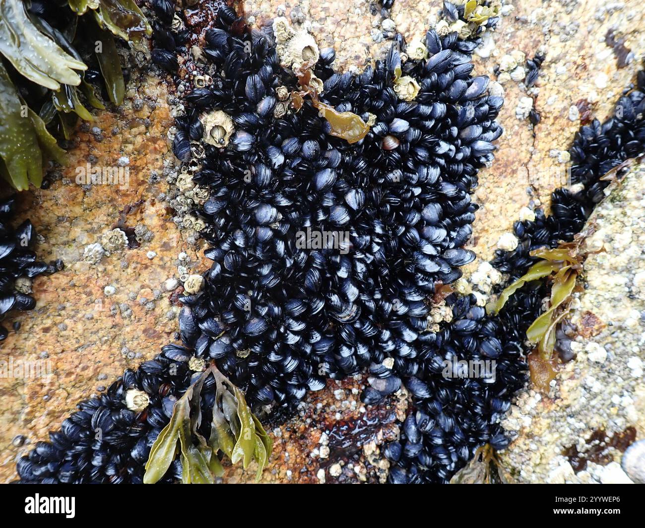 Mytilus trossulus hi-res stock photography and images - Alamy