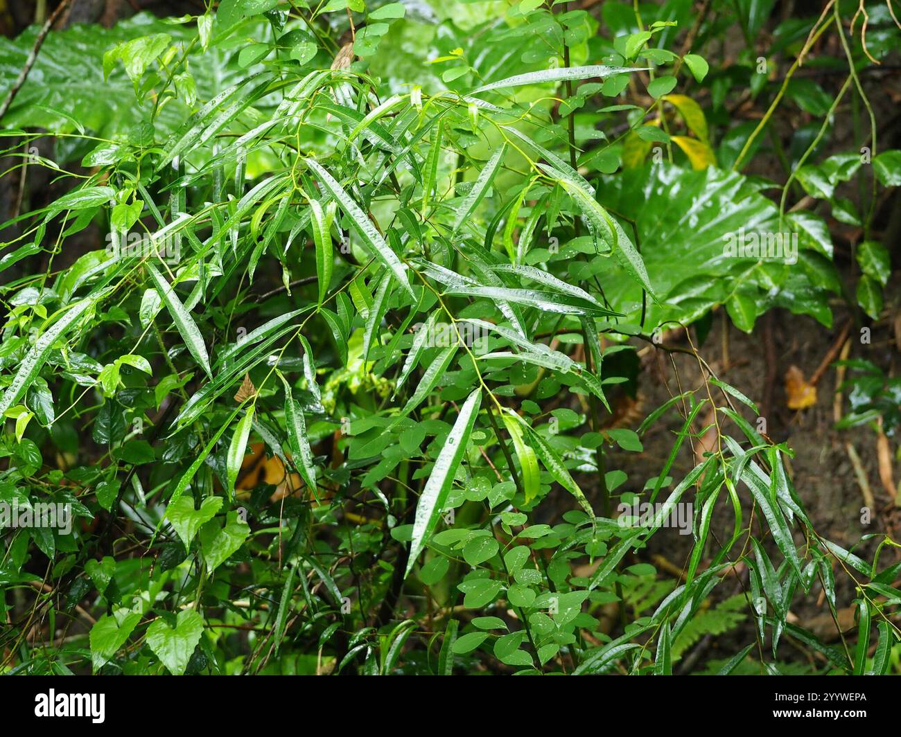 King's Fig (Ficus ampelos Stock Photo - Alamy