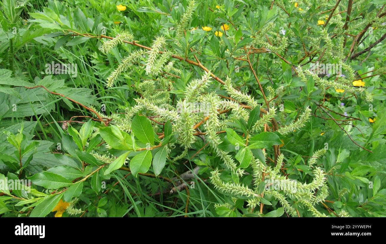 Salix hastata hi-res stock photography and images - Alamy
