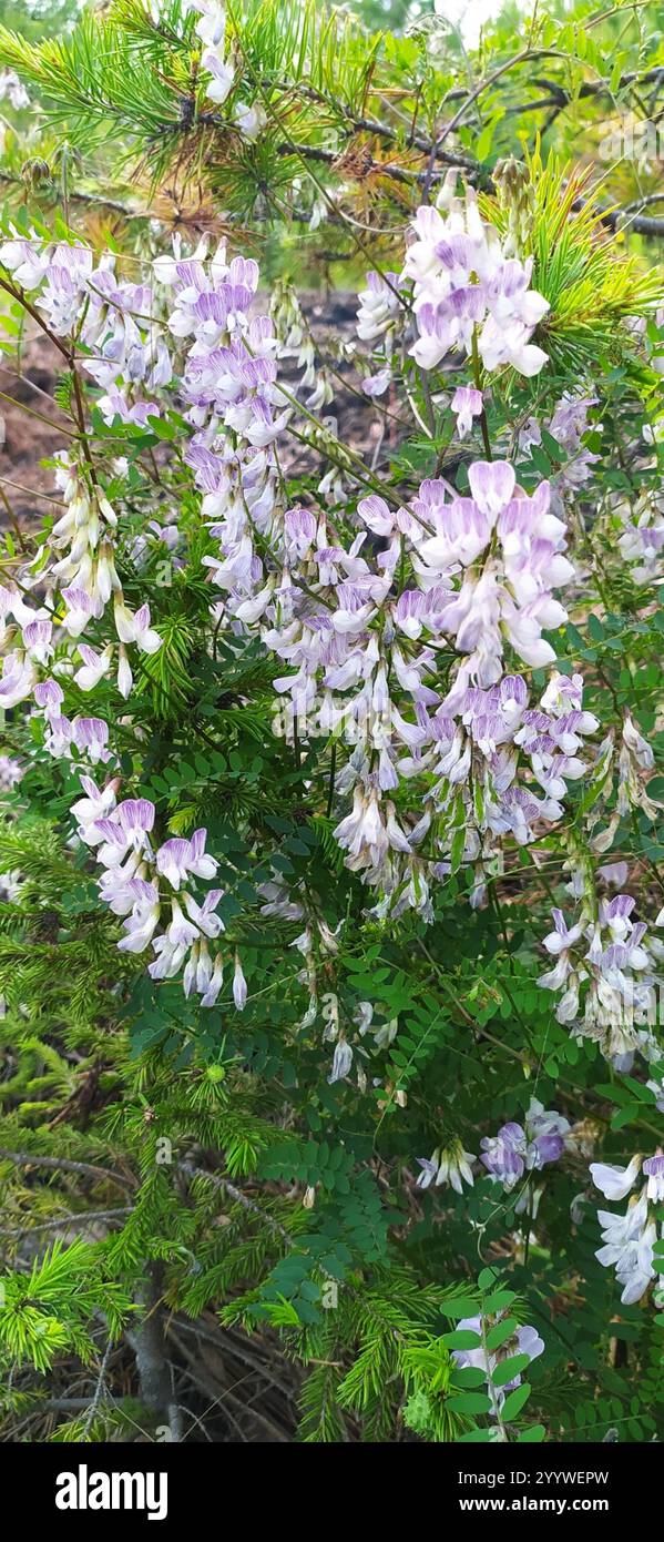 Wood Vetch (Vicia sylvatica Stock Photo - Alamy