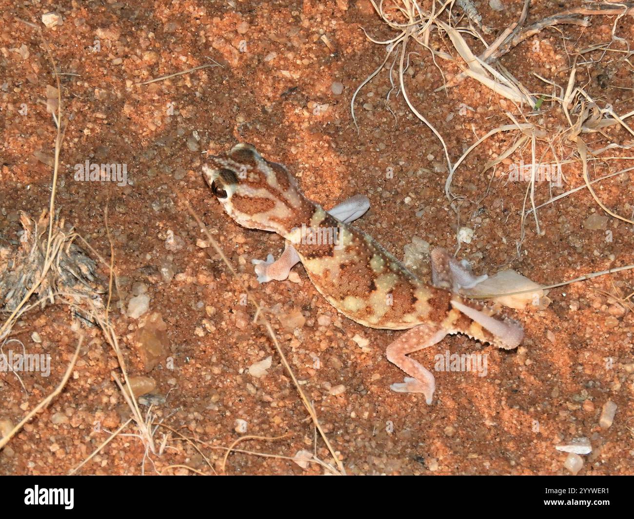 Namib Giant Ground Gecko (Chondrodactylus angulifer Stock Photo - Alamy
