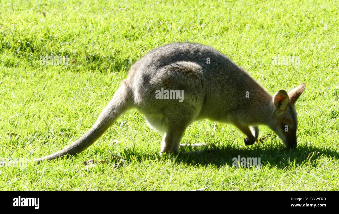 Red-necked Wallaby (Notamacropus rufogriseus Stock Photo - Alamy
